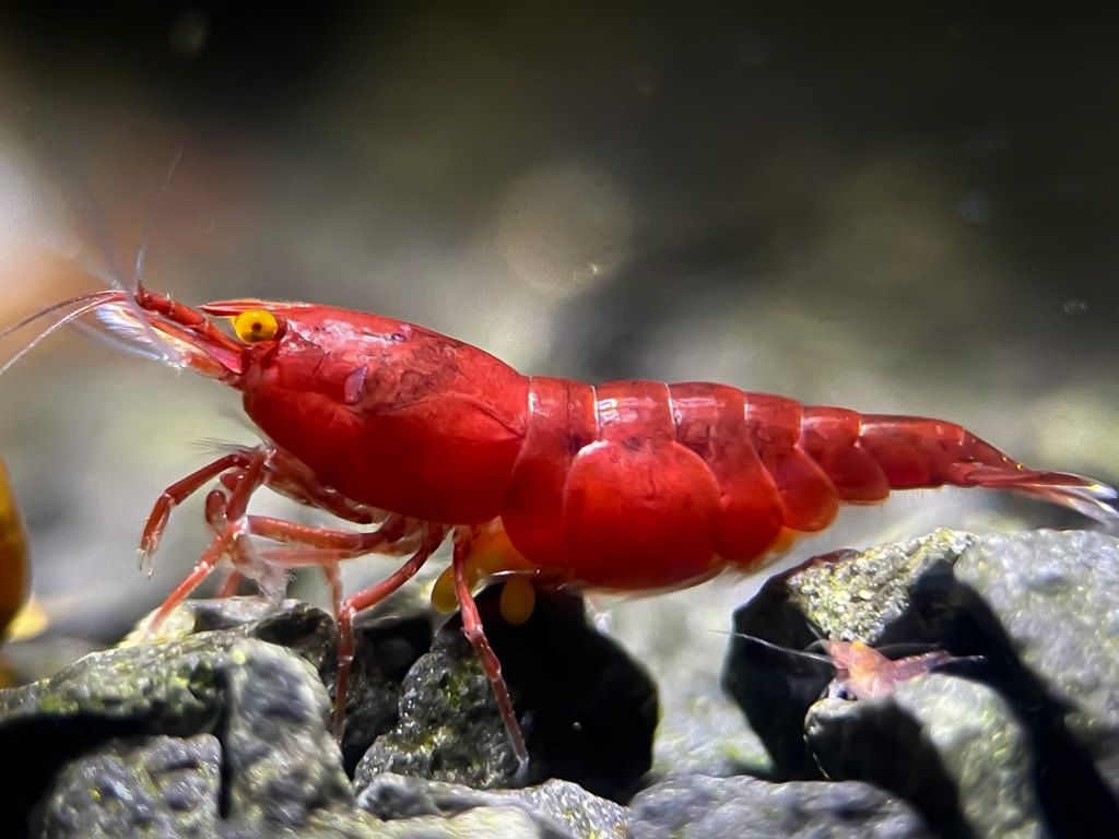 Package Diogo – Shrimpify.eu